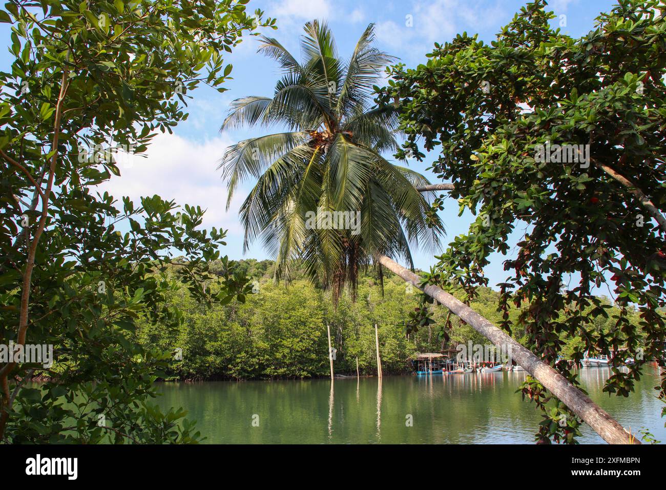 Tall coconut tree stands hi-res stock photography and images - Alamy