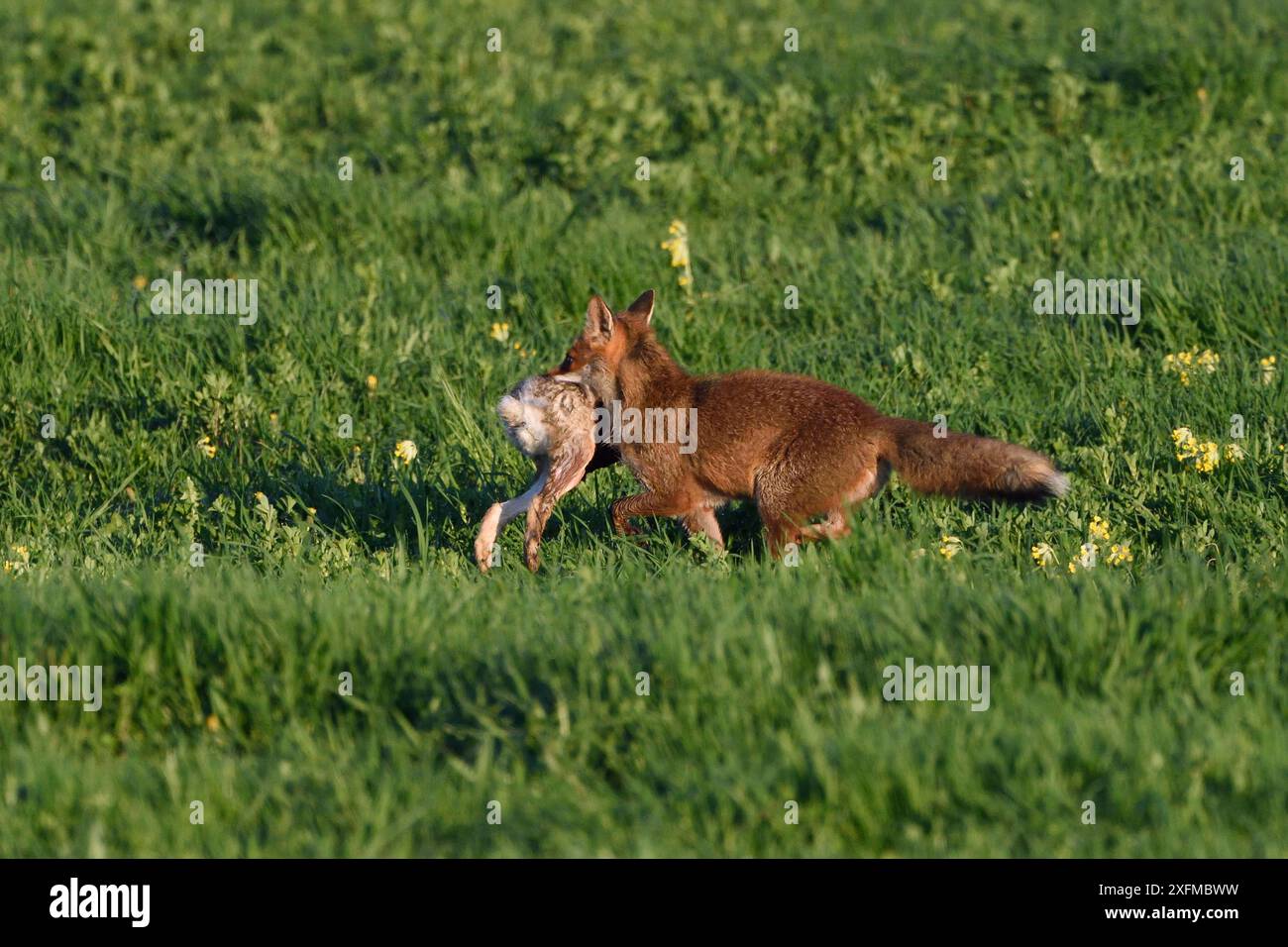 Red fox (Vulpes vulpes) with hare prey, Vosges, France, April Stock ...