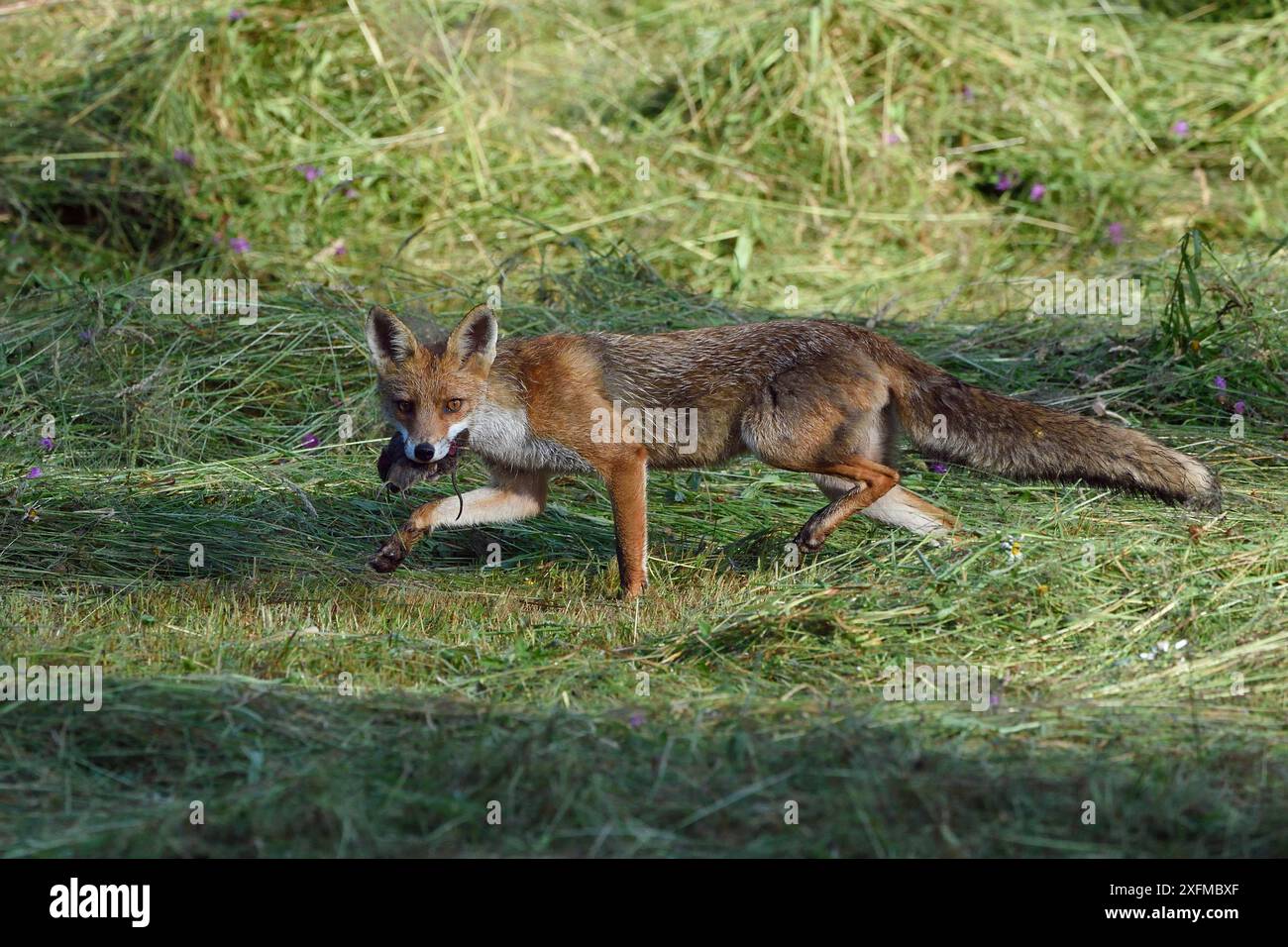 Red fox (Vulpes vulpes) with mouthful of prey, Vosges, France, June ...