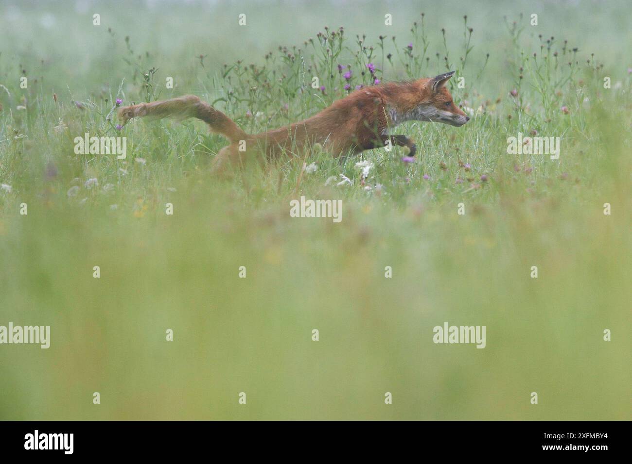 Red fox (Vulpes vulpes) leaping in long grass, Vosges, France, August ...
