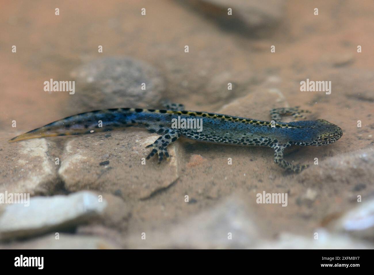 Alpine newt (Ichthyosaura alpestris) Vosges, France, May Stock Photo ...