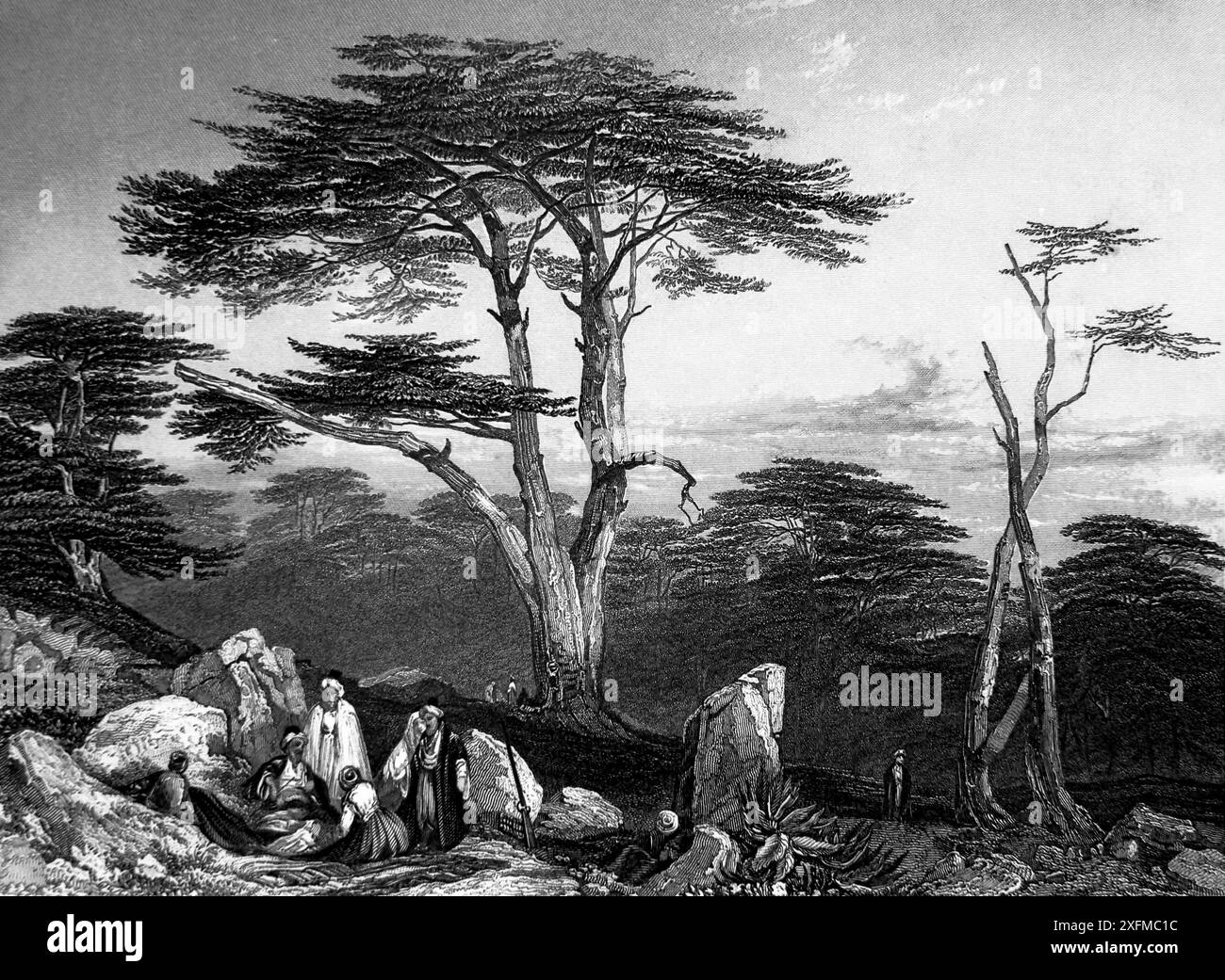 Engraving of the Cedars of Lebanon from Antique 19th Century The ...