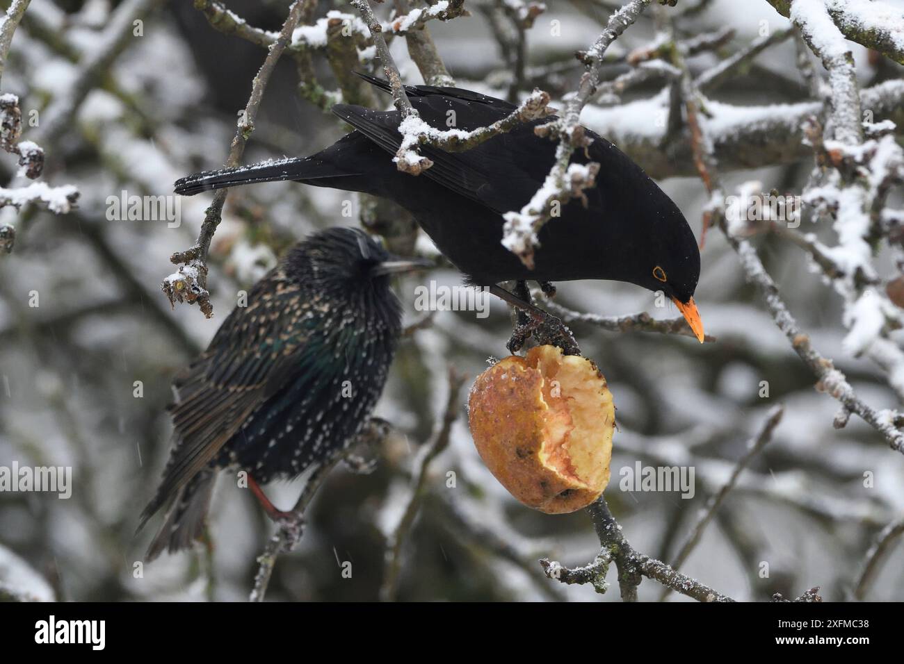 Common blackbirds (Turdus merula) feeding on apple, Vosges, France ...