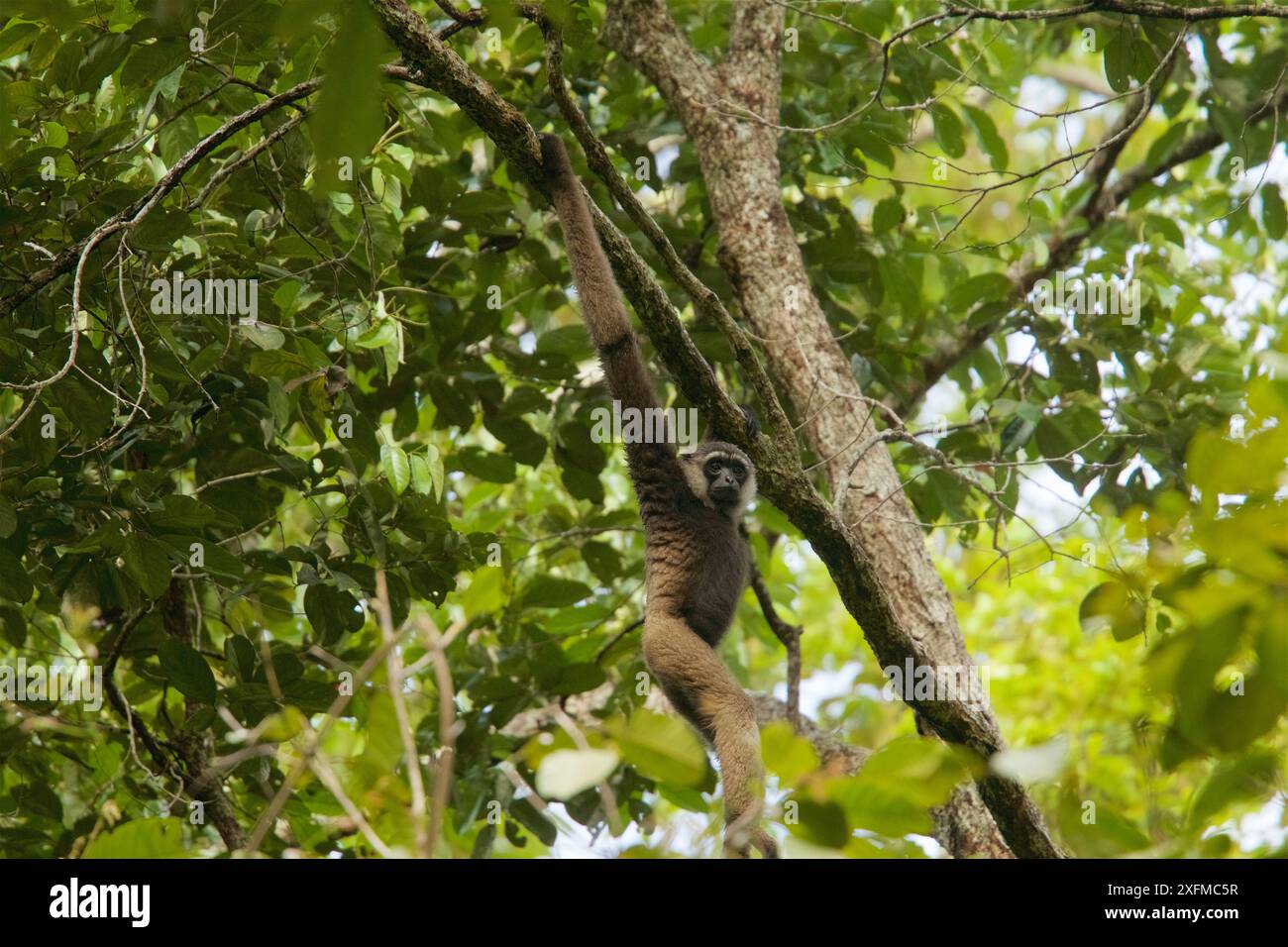 Bornean white-bearded gibbon (Hylobates albibarbis) Gunung Palung ...