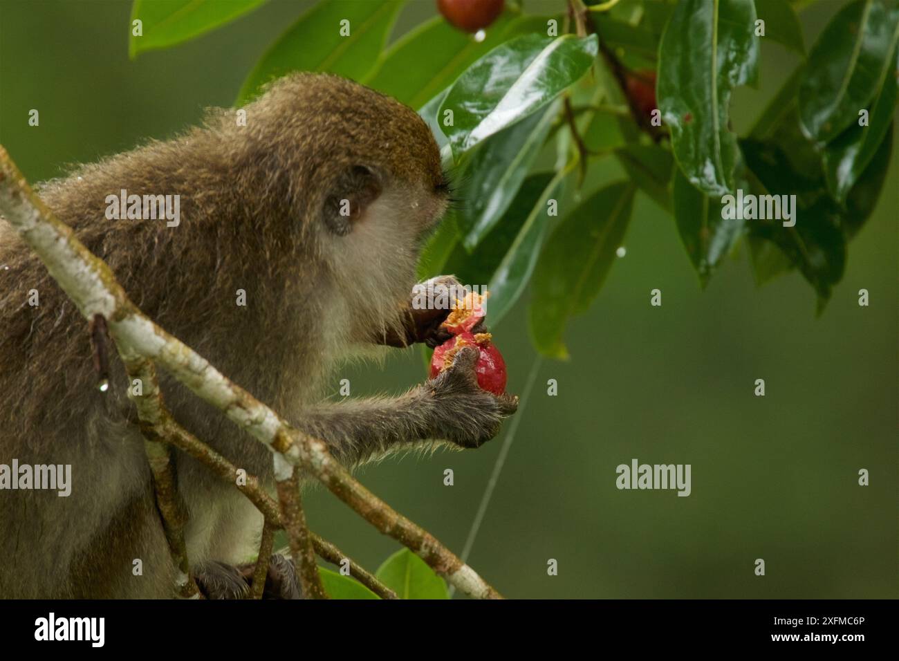 Long-tailed macaque (Macaca fascicularis) feeding in fruiting strangler ...
