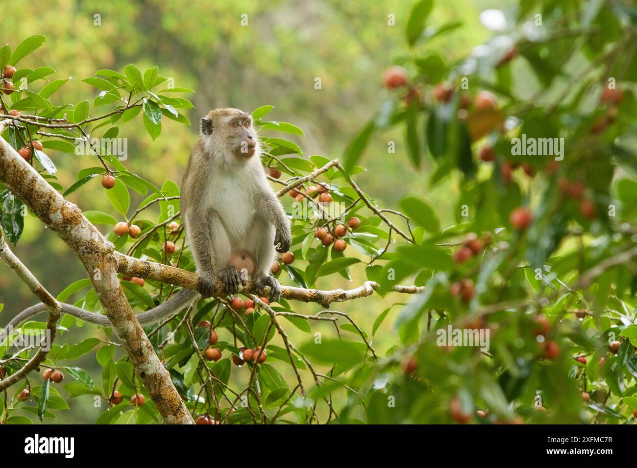 Long-tailed macaque (Macaca fascicularis) in a fruiting strangler fig ...