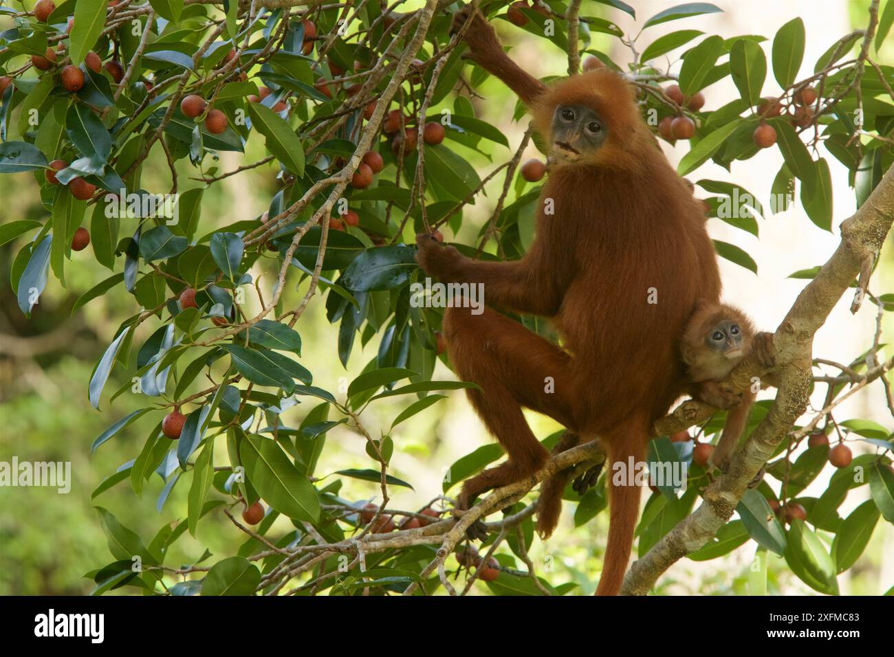Red leaf monkey (Presbytis rubicunda) with baby, in strangler fig tree ...