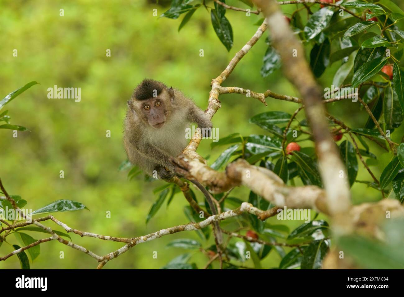 Long-tailed macaque (Macaca fascicularis) in a fruiting strangler fig ...