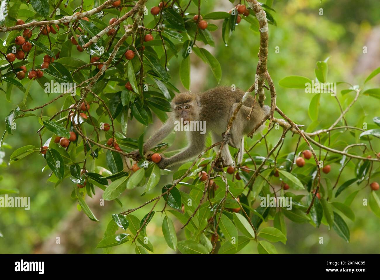 Long-tailed macaque (Macaca fascicularis) feeding in fruiting strangler ...