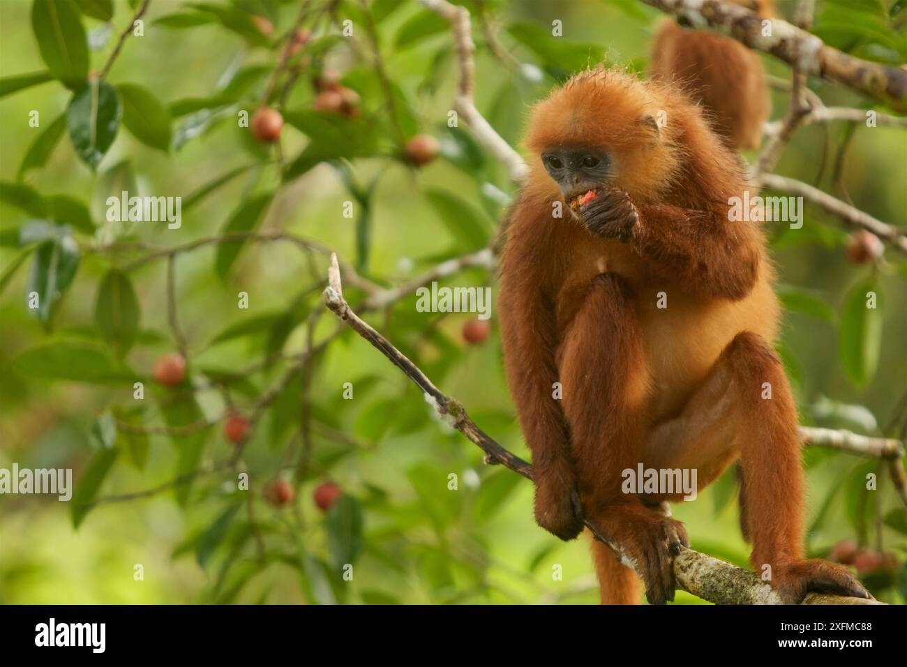 Red leaf monkey (Presbytis rubicunda) female eating fruit in strangler ...