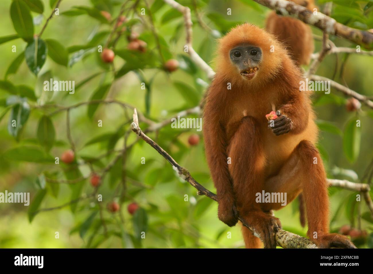Red leaf monkey (Presbytis rubicunda) female eating fruit in strangler ...
