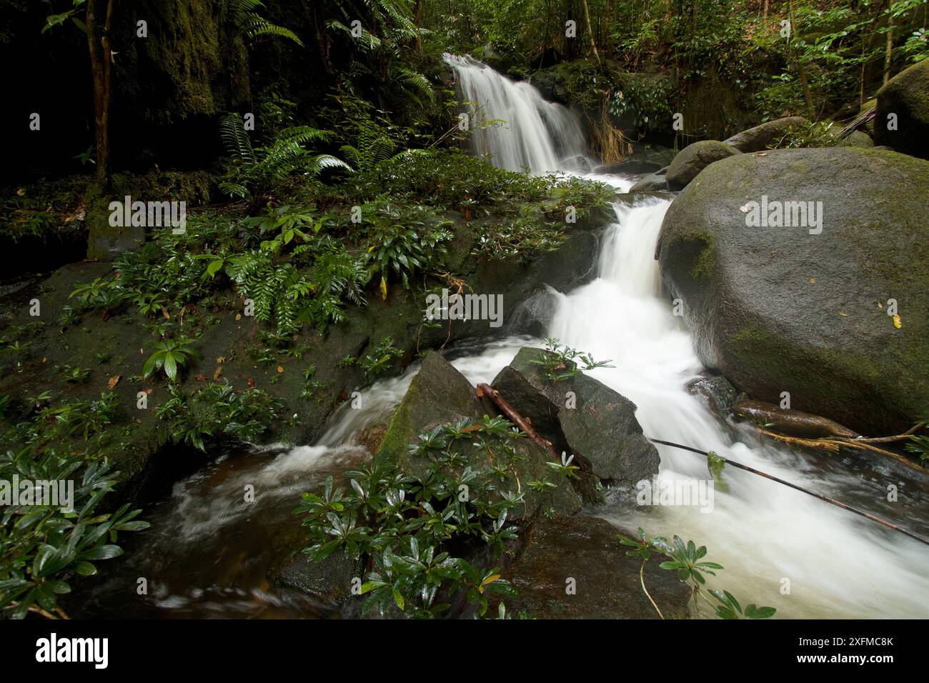 Small waterfall in a stream, tropical rainforest, Gunung Palung ...
