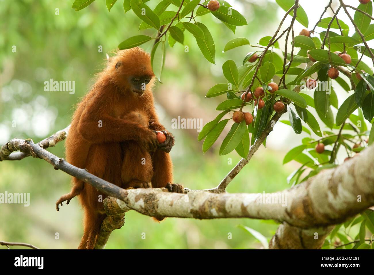 Red leaf monkey (Presbytis rubicunda) female with baby in strangler fig ...