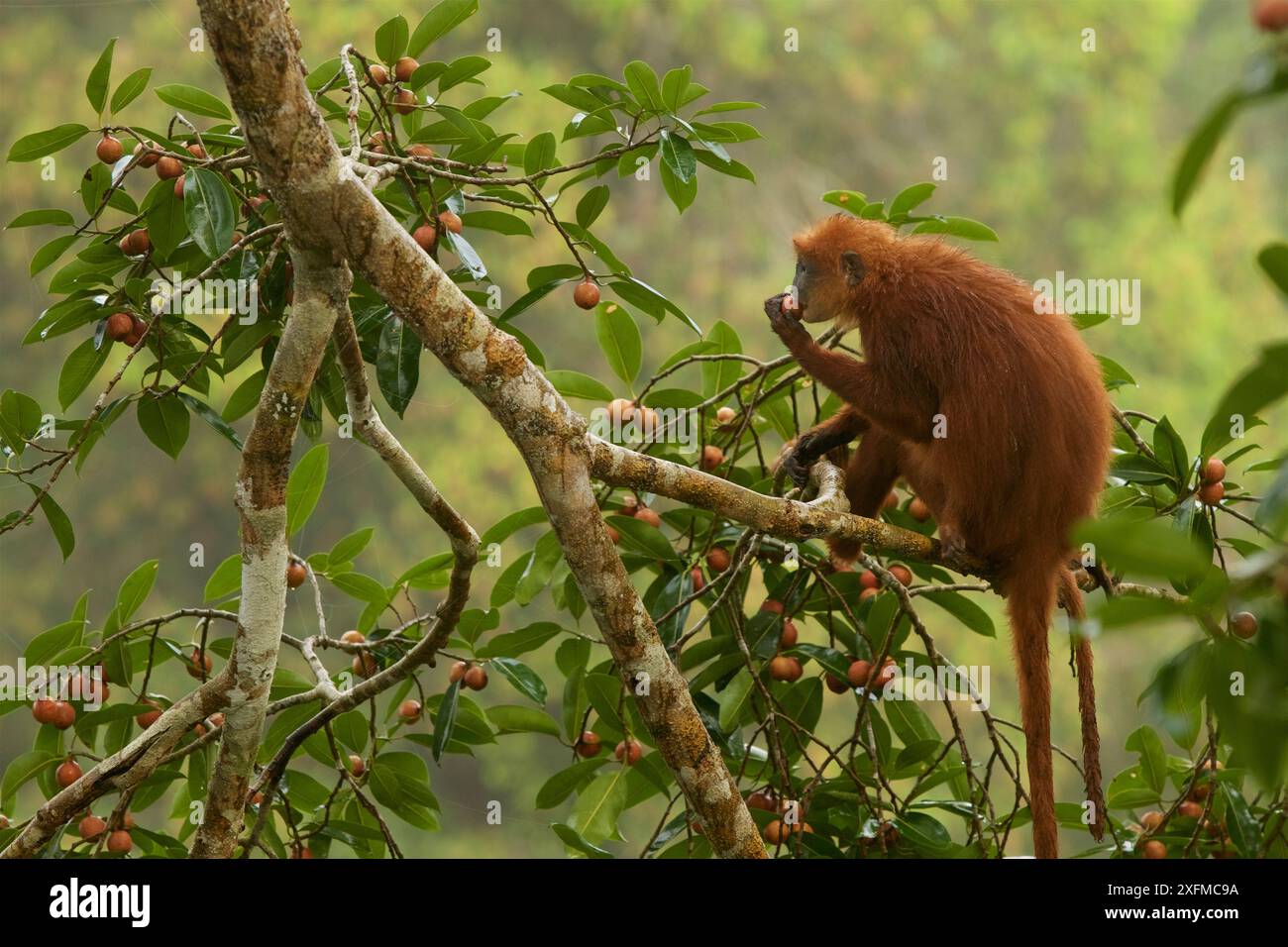 Red leaf monkey (Presbytis rubicunda) in strangler fig tree (Ficus ...