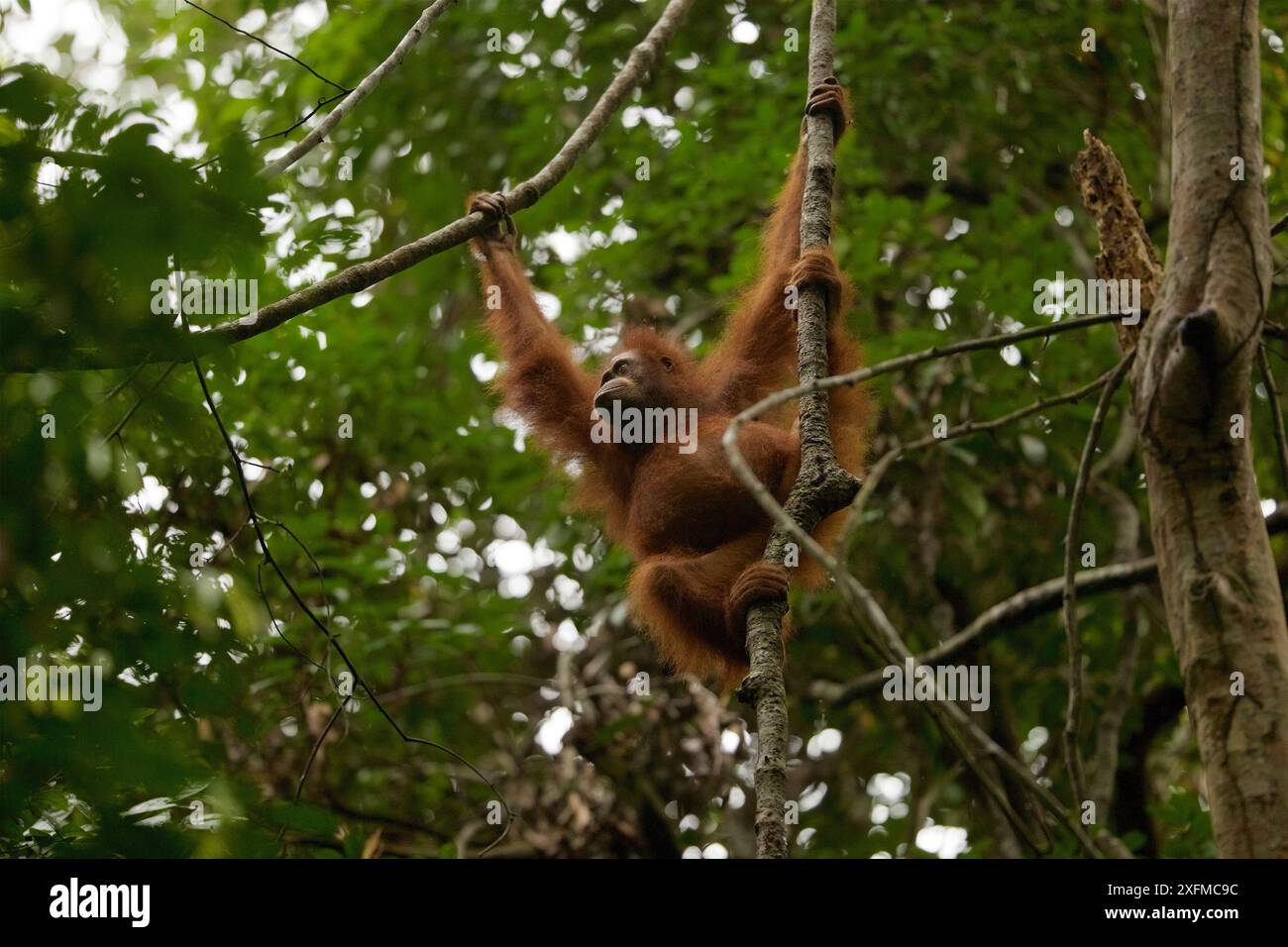 Bornean orangutan (Pongo pygmaeus) using lianas to climb through the ...