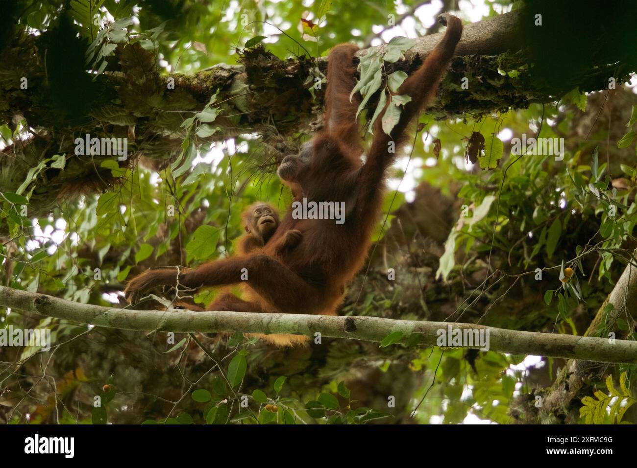Bornean orangutan (Pongo pygmaeus) female with baby climbing through a ...