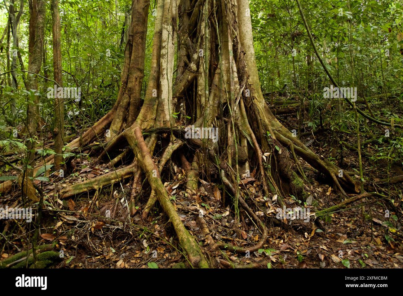 Strangler fig tree (Ficus stricta) with roots completely covering host ...