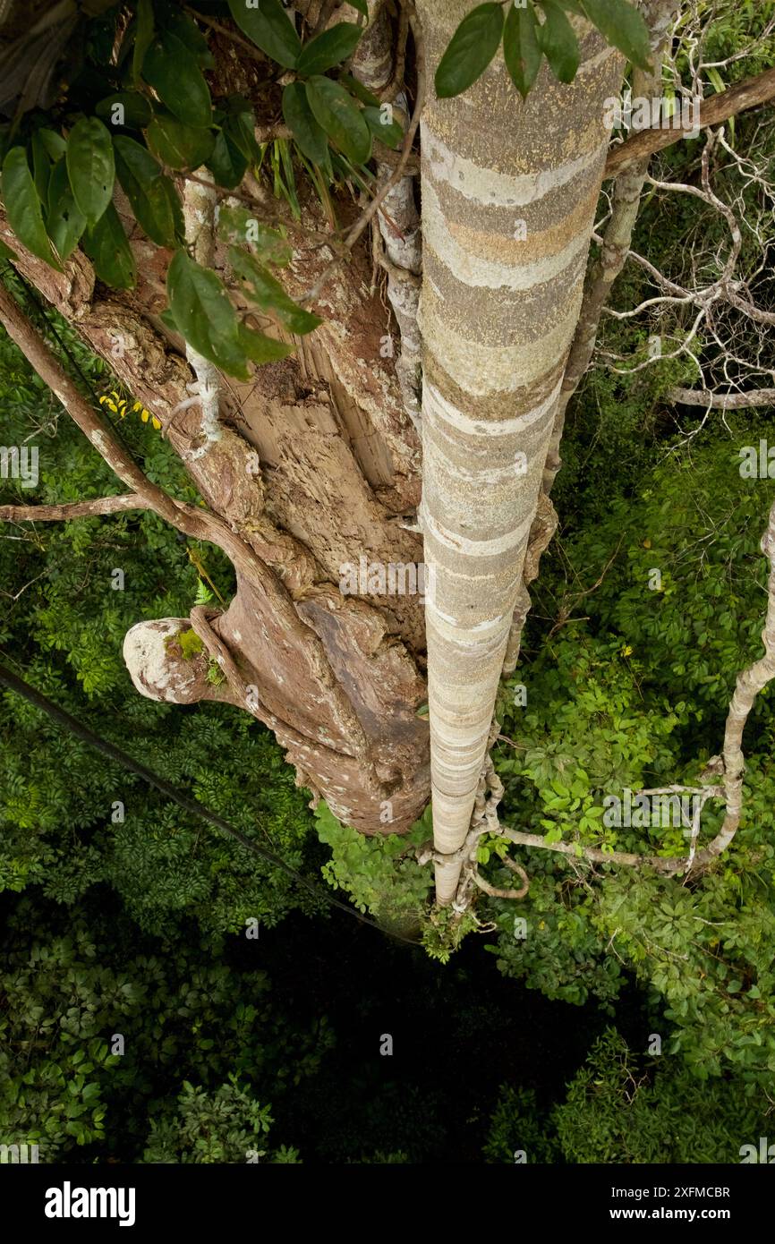 Roots of the strangler fig (Ficus dubia) attached to Dipterocarp tree ...