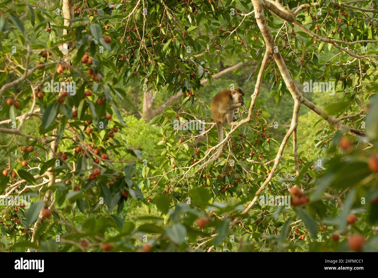 Long-tailed macaque (Macaca fascicularis) in the canopy of a fruiting ...