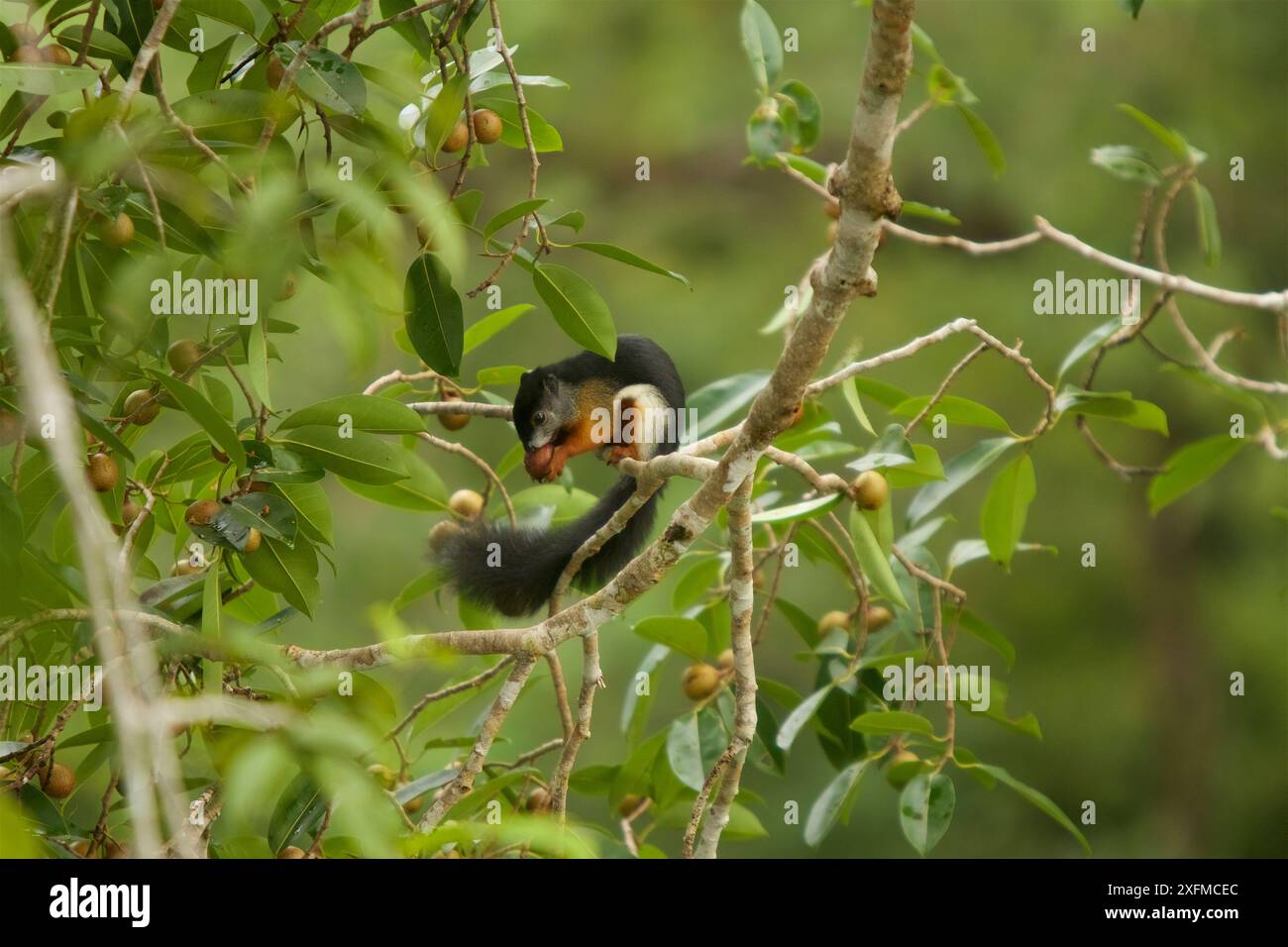 Prevost's squirrel (Callosciurus prevostii) in a strangler fig tree ...