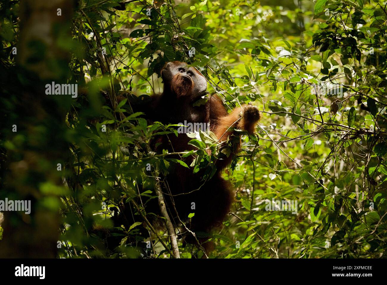 Bornean orangutan (Pongo pygmaeus) male travelling through low trees ...