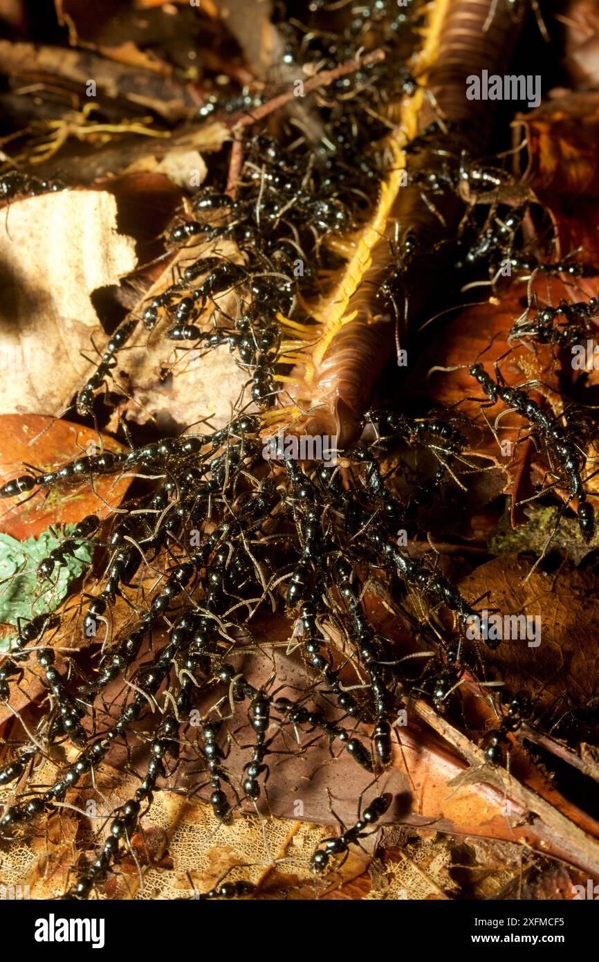 Ants (Leptogenys sp.) predating millipede, Cabang Panti Research ...