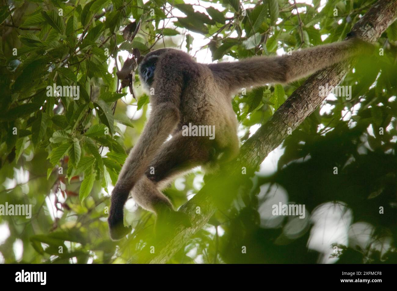 Canopy forests animal hi-res stock photography and images - Alamy