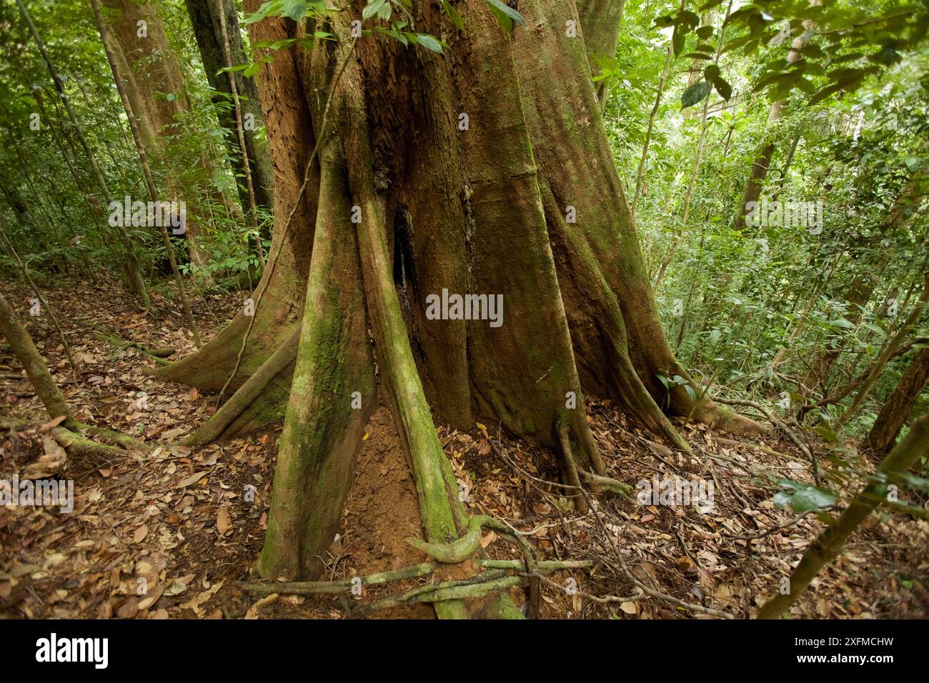 Buttress roots of a rainforest tree, Gunung Palung National Park ...