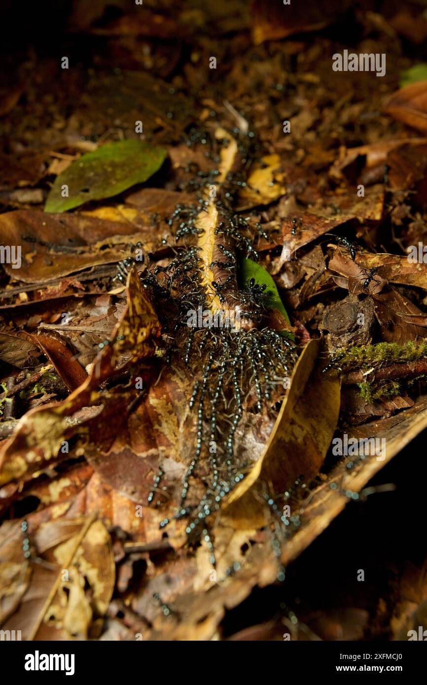 Ants (Leptogenys sp.) predating millipede, Cabang Panti Research ...