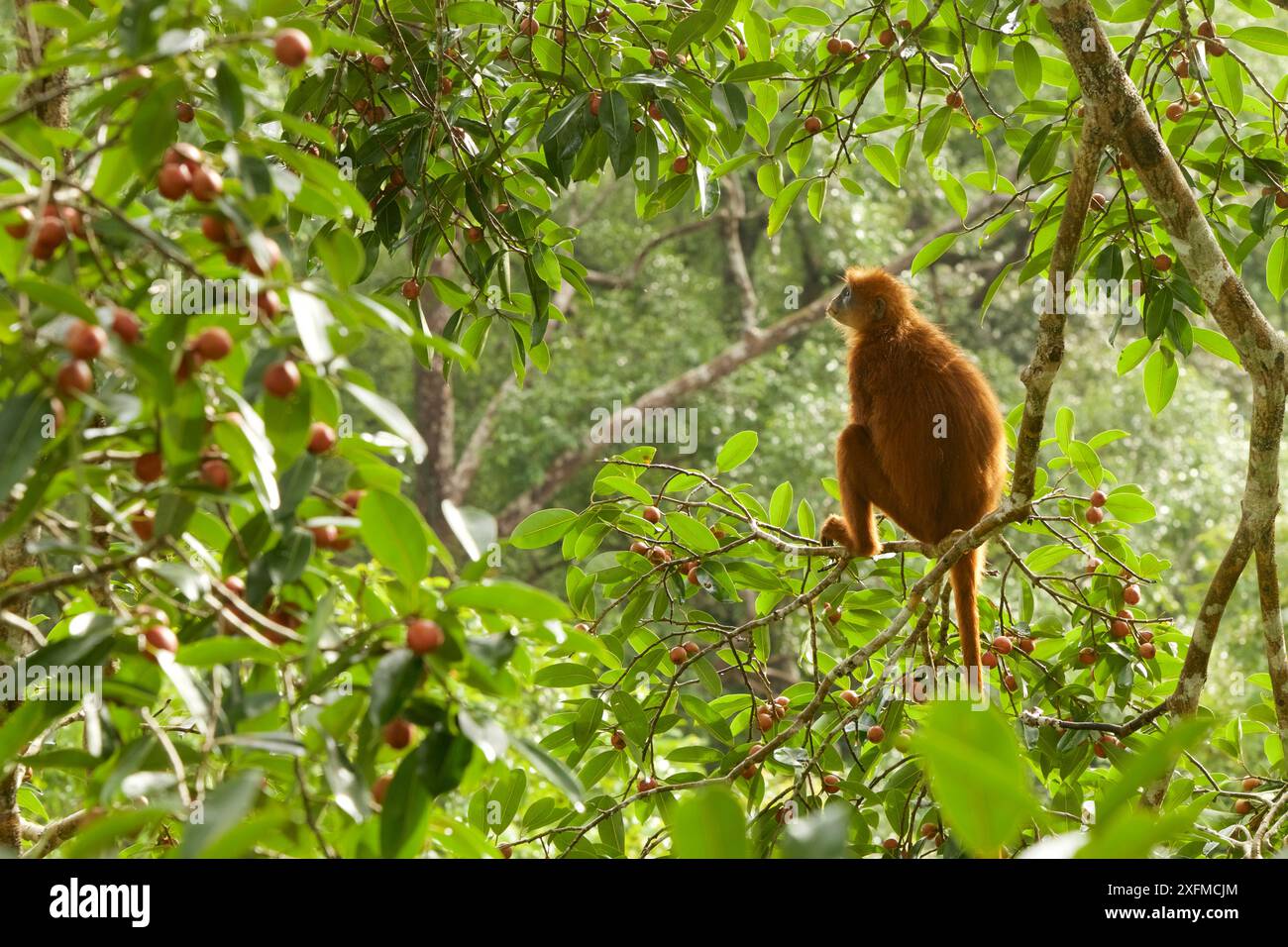 Red leafmonkey (Presbytis rubicunda) female in Strangler fig tree ...