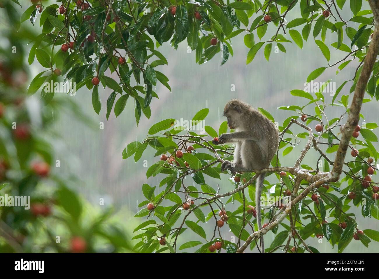 Long-tailed macaque (Macaca fascicularis) feeding in a fruiting ...