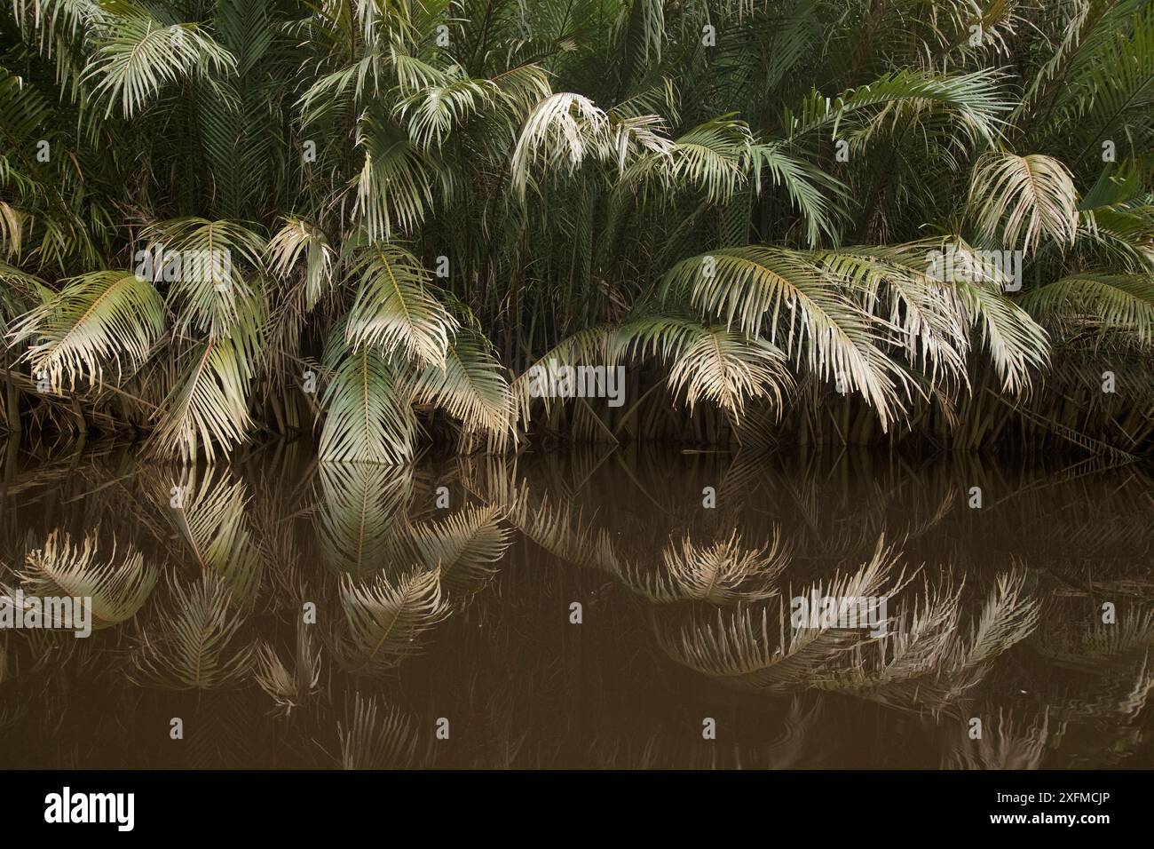 Nipa palms (Nypa fruticans) along the Rantau Panjang River, Gunung ...