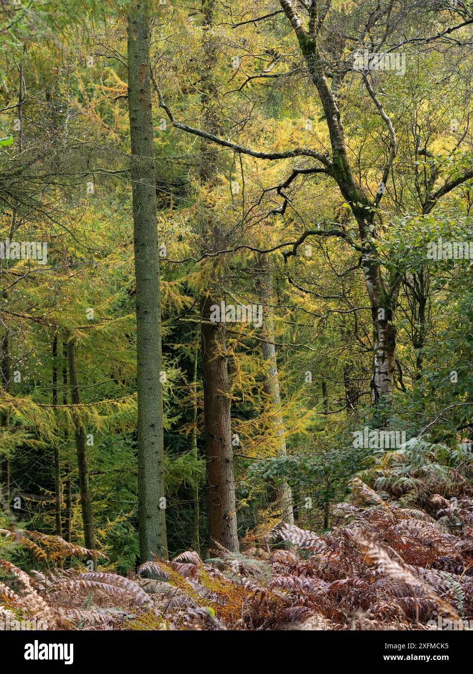 Mixed woodland at Mortimer Forest, Ludlow, Shropshire, UK Stock Photo ...