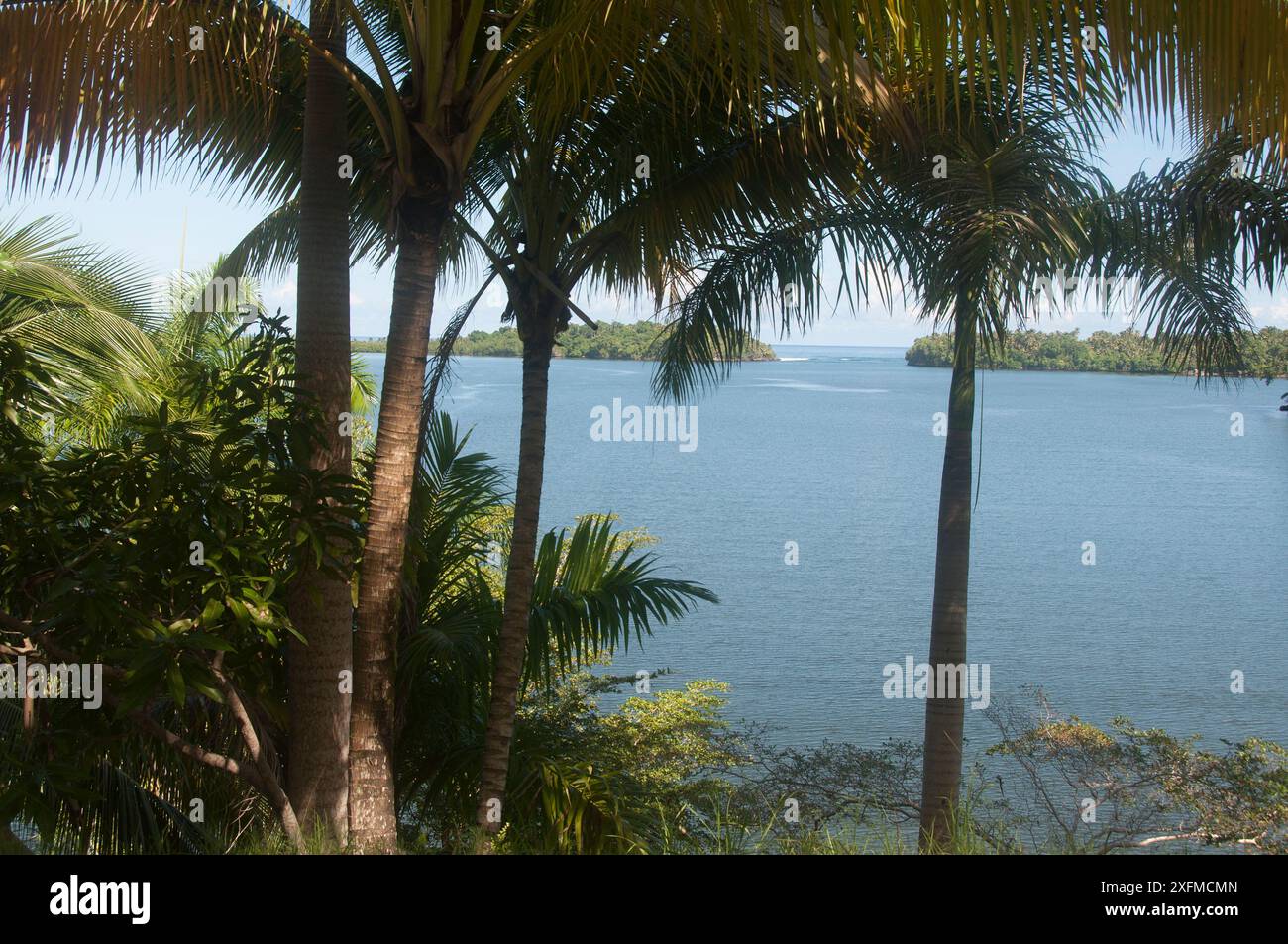 Palm tree on the coast of Alejandro de Humboldt National Park UNESCO ...