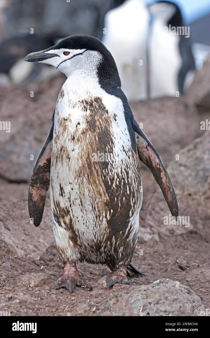 Chinstrap penguin (Pygoscelis antarctica)with muddy chest, Penguin ...