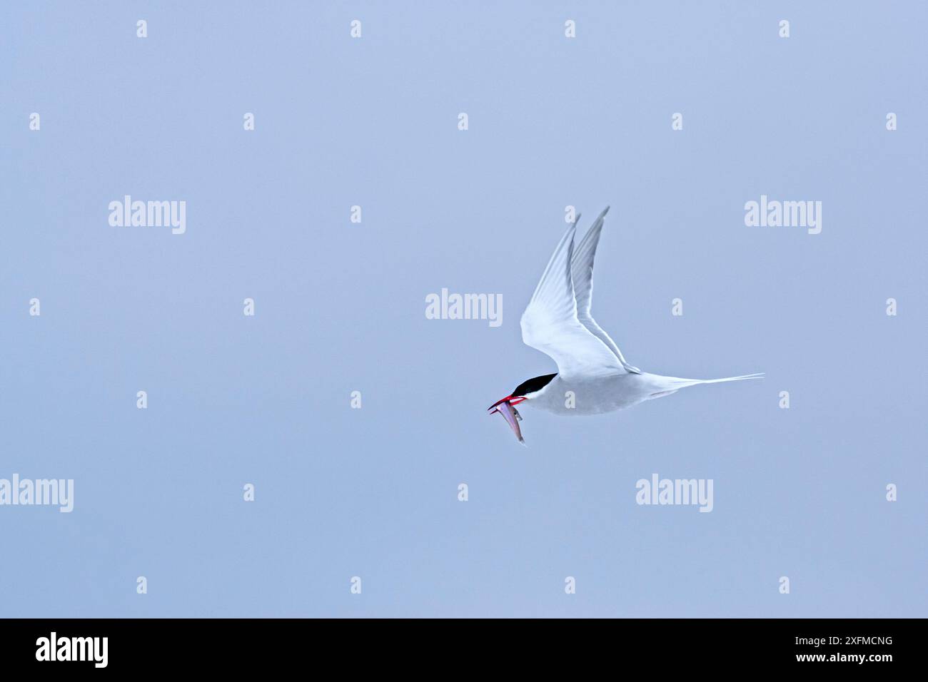 Antarctic Tern (Sterna vittata) flying with fish prey in its beak ...
