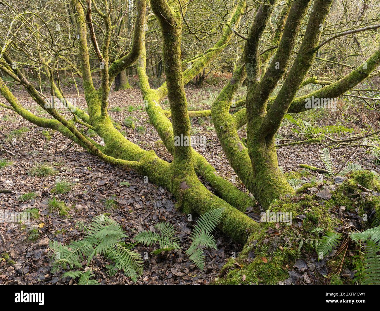 Mixed woodland at Mortimer Forest, Ludlow, Shropshire, UK Stock Photo ...