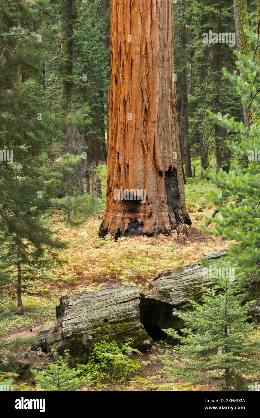 Giant sequoia (Sequoiadendron giganteum) Log Meadow, Sequoia National Park, California, USA ...