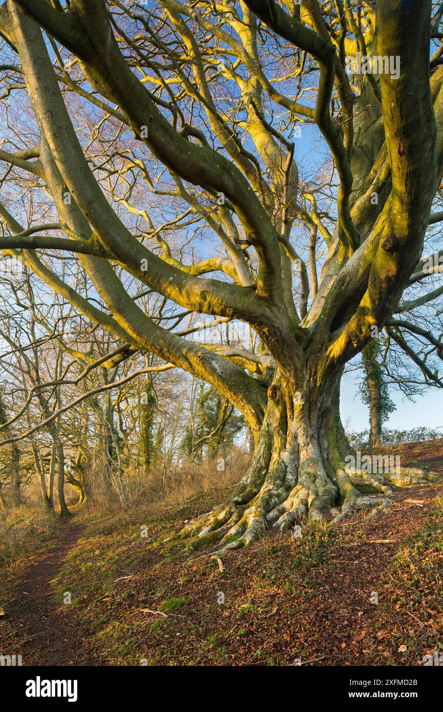 Beech tree (Fagus sylvatica) Higher Wick, Milborne Wick, Somerset ...