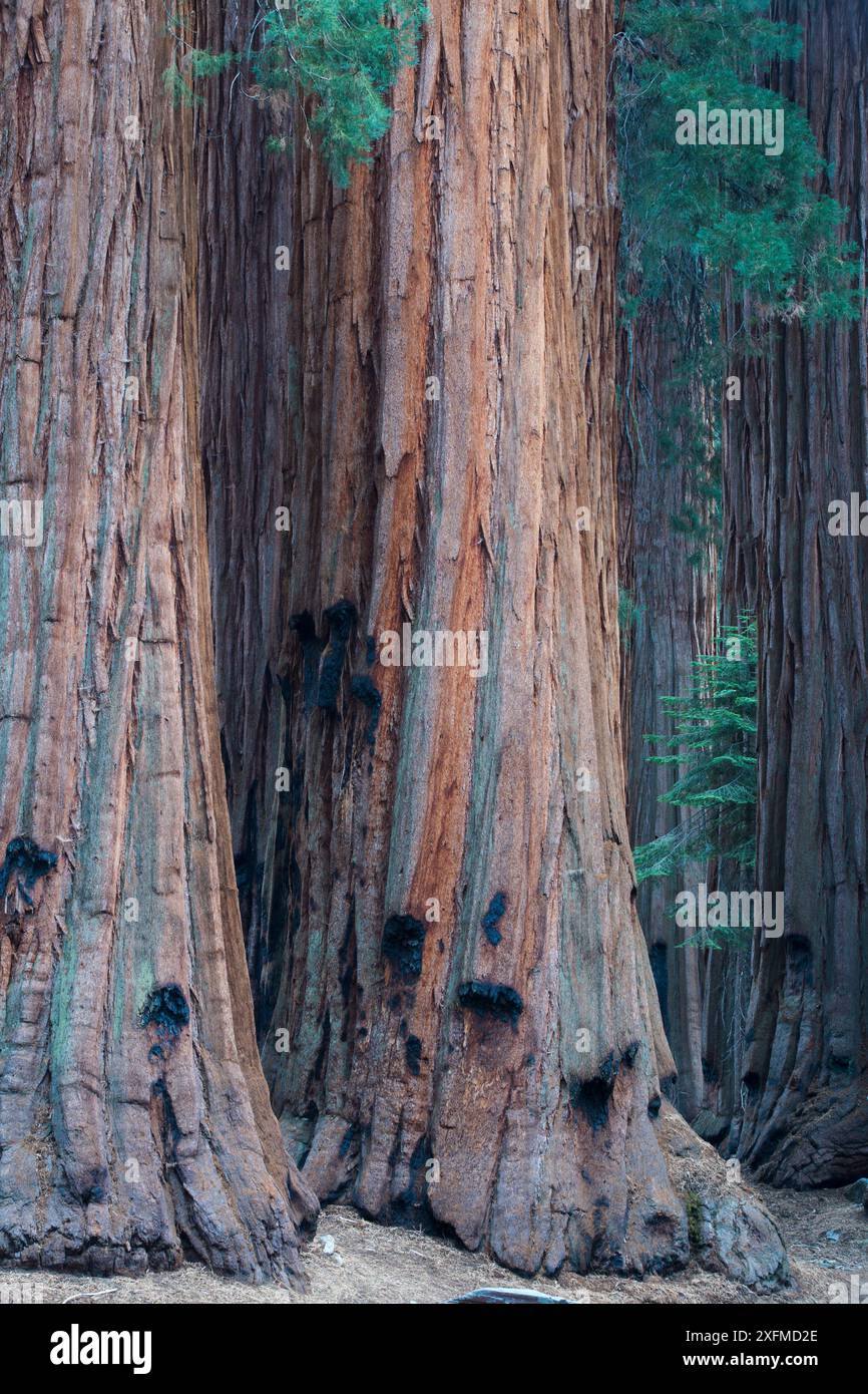 The House Group of Giant sequoia (Sequoiadendron giganteum) trees on ...