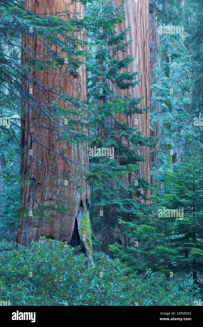 Giant sequoia (Sequoiadendron giganteum) trees in Sequoia National Park, California, USA Stock ...