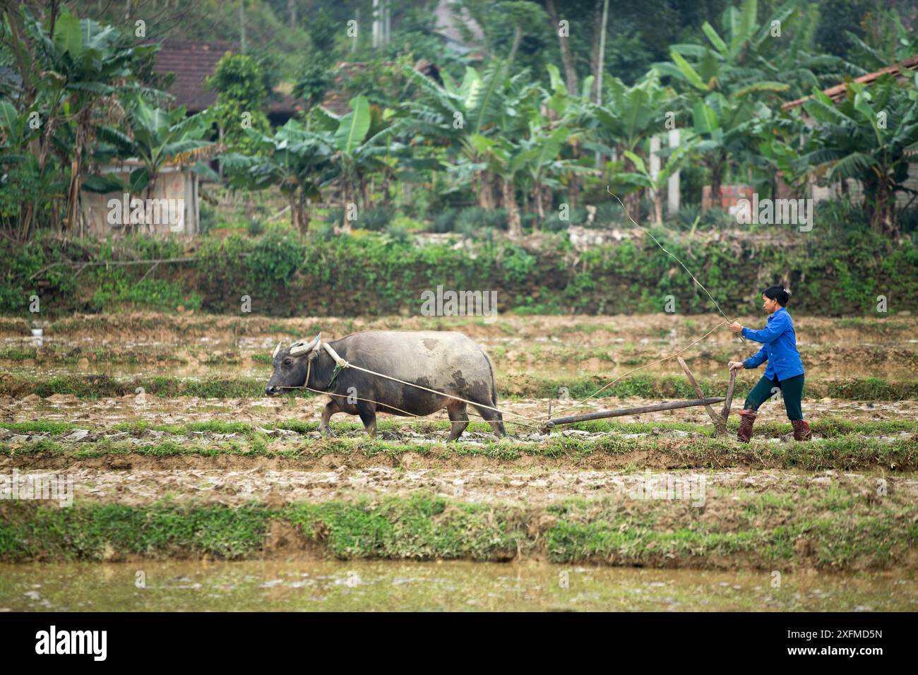 Woman ploughing hi-res stock photography and images - Alamy
