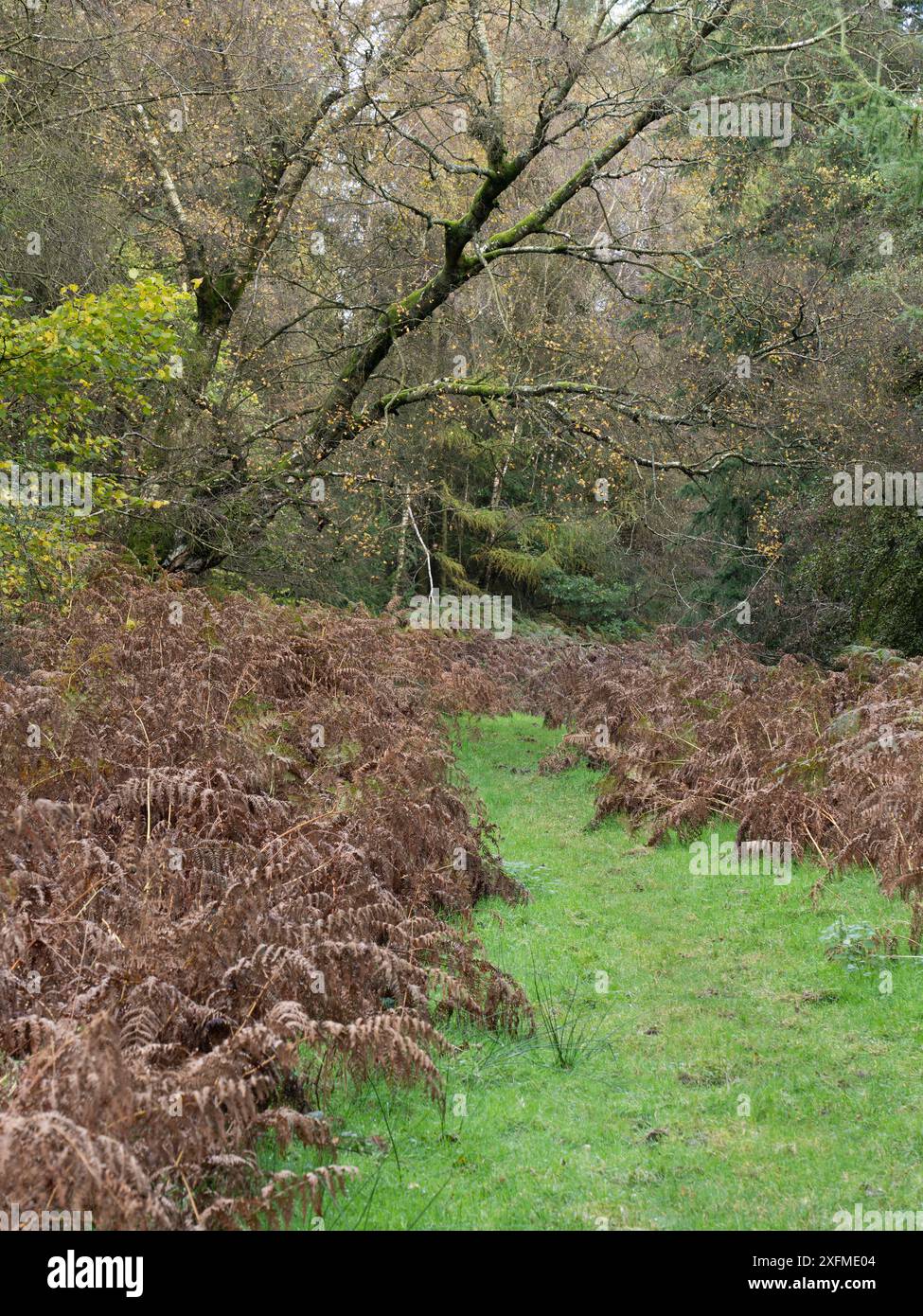 Mixed woodland at Mortimer Forest, Ludlow, Shropshire, UK Stock Photo ...