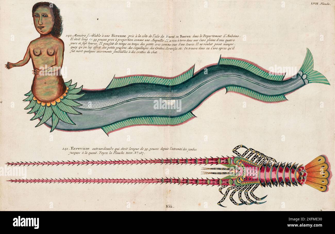 Mermaid. Illustration in "Poissons Ecrevisses et Crabes..." by Louis ...