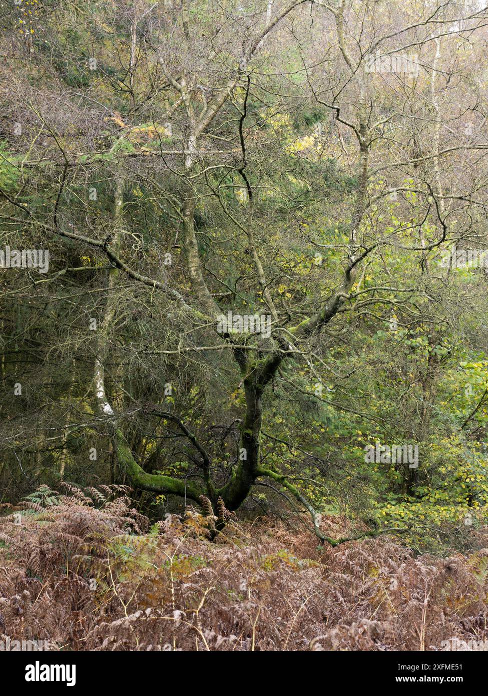 Mixed woodland at Mortimer Forest, Ludlow, Shropshire, UK Stock Photo ...
