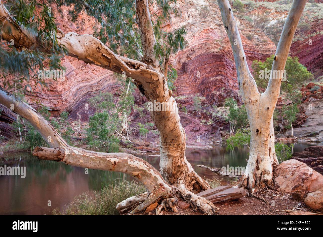 Eucalyptus tree and folded strata, Hamersley Gorge, Karijini National ...