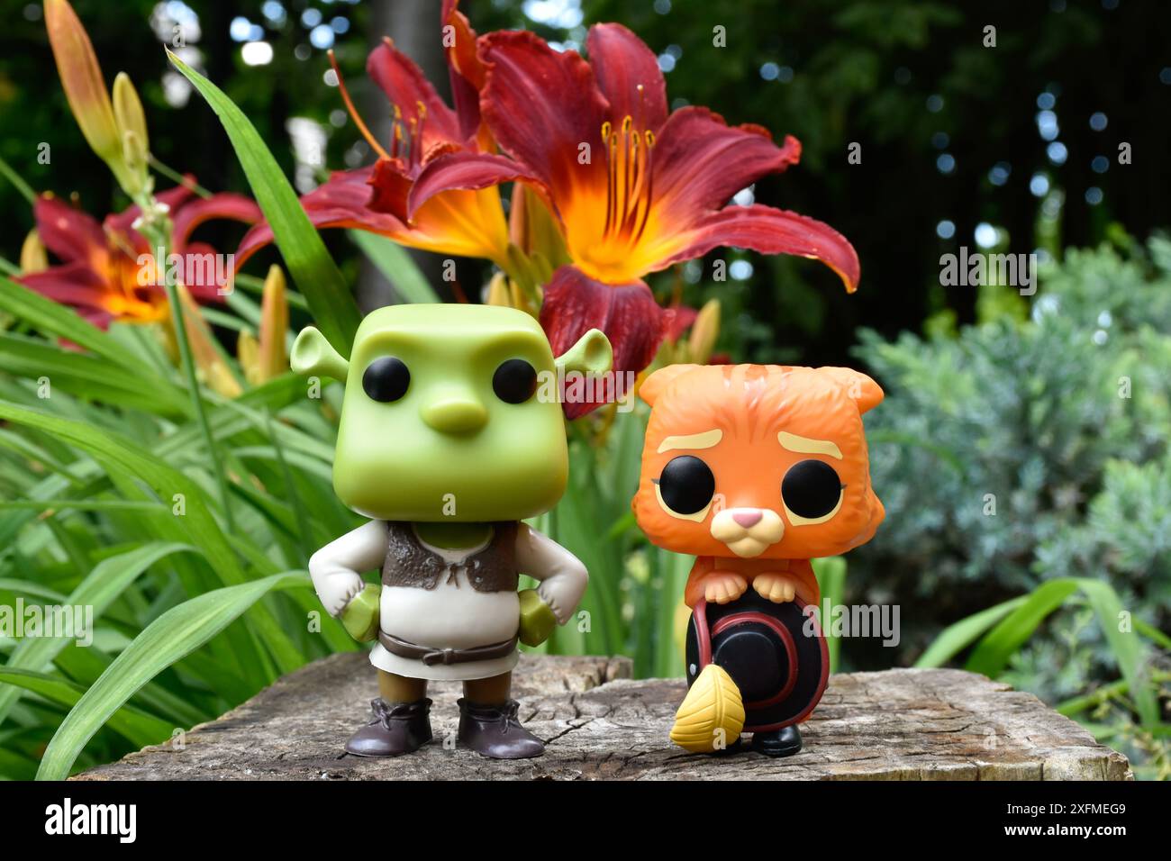 Ginger puss hi-res stock photography and images - Alamy