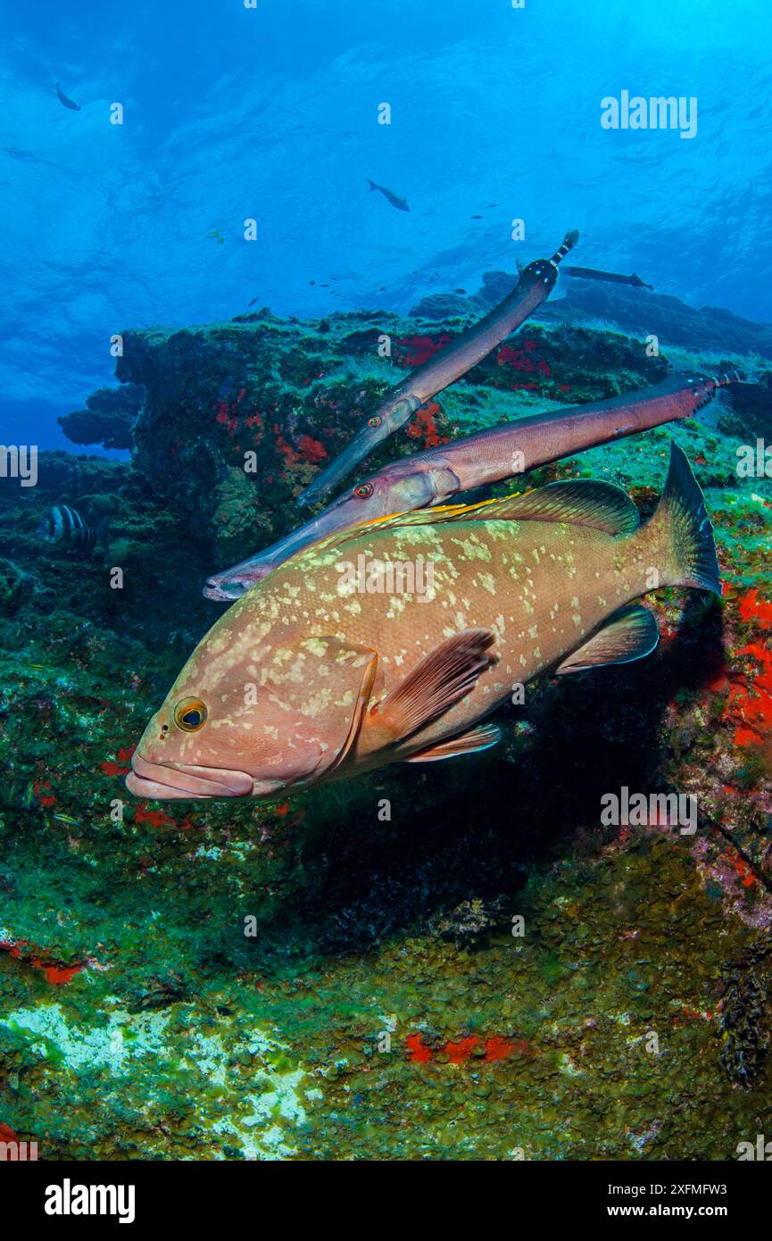 Animals able to swim hi-res stock photography and images - Alamy