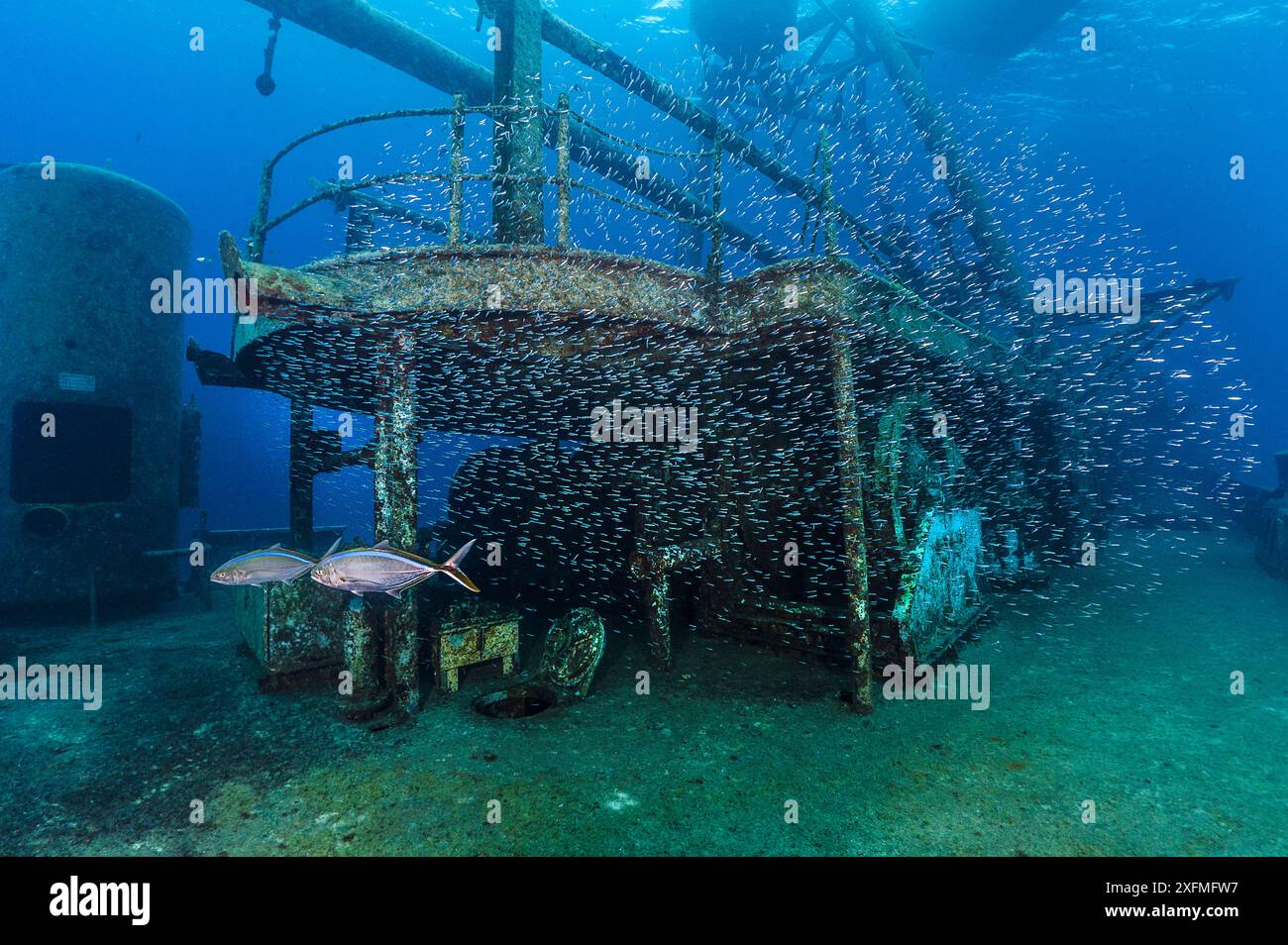School of Silversides (Atherinidae) are harassed by a pair of predatory ...
