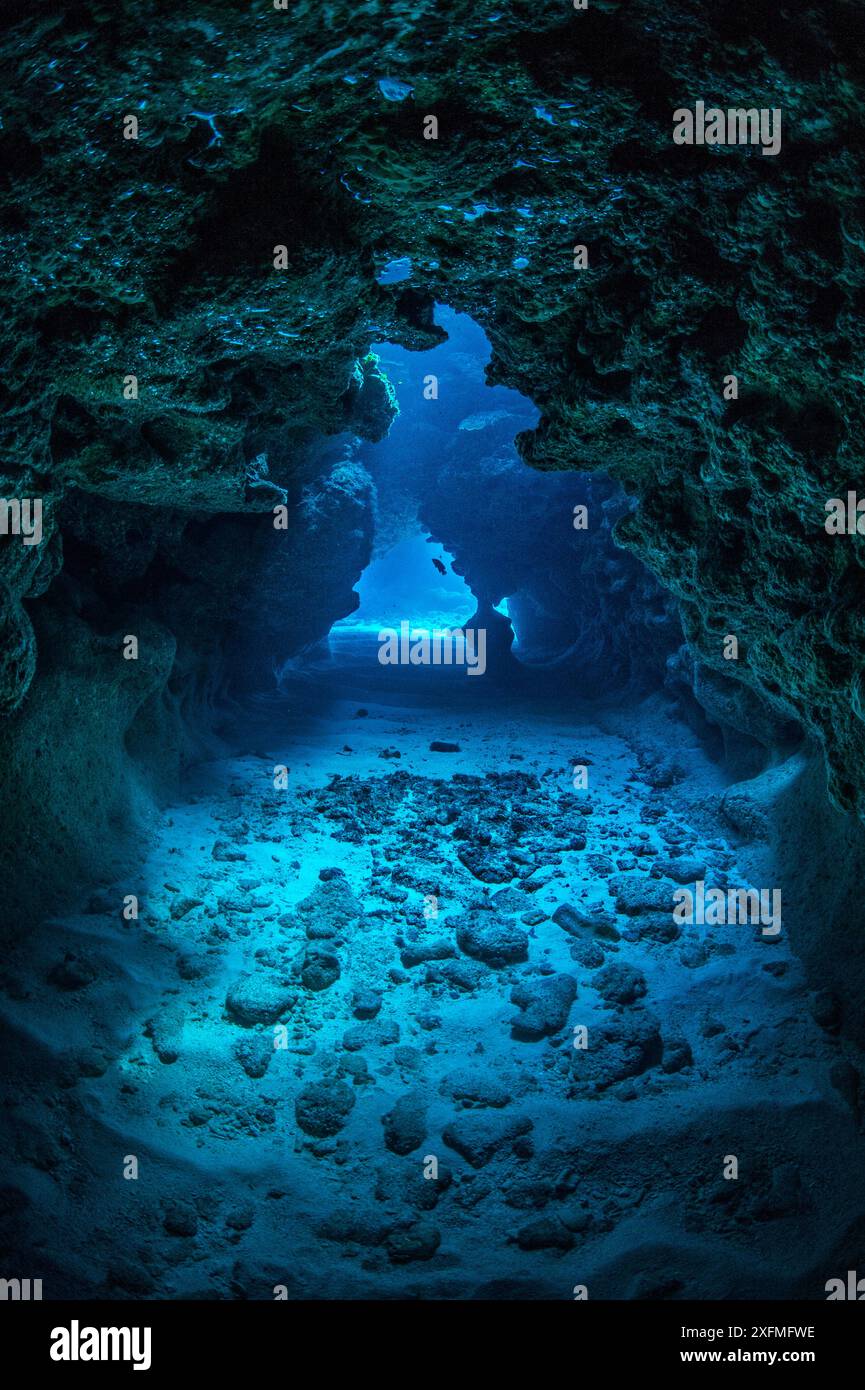 View through a cavern in a coral reef, with a Small grouper ...